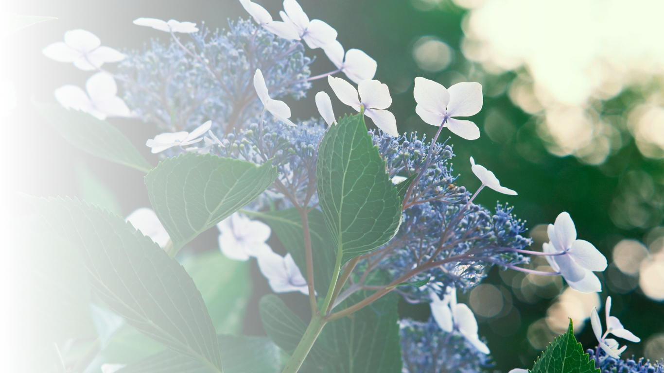 クライアントアース - 地球の未来を弁護する | ClientEarth